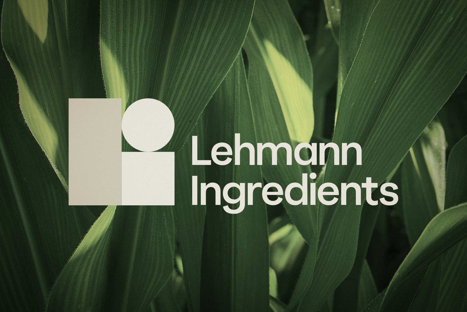 What Is Mustard Made Of? Ingredients, History, and How It’s Made ...