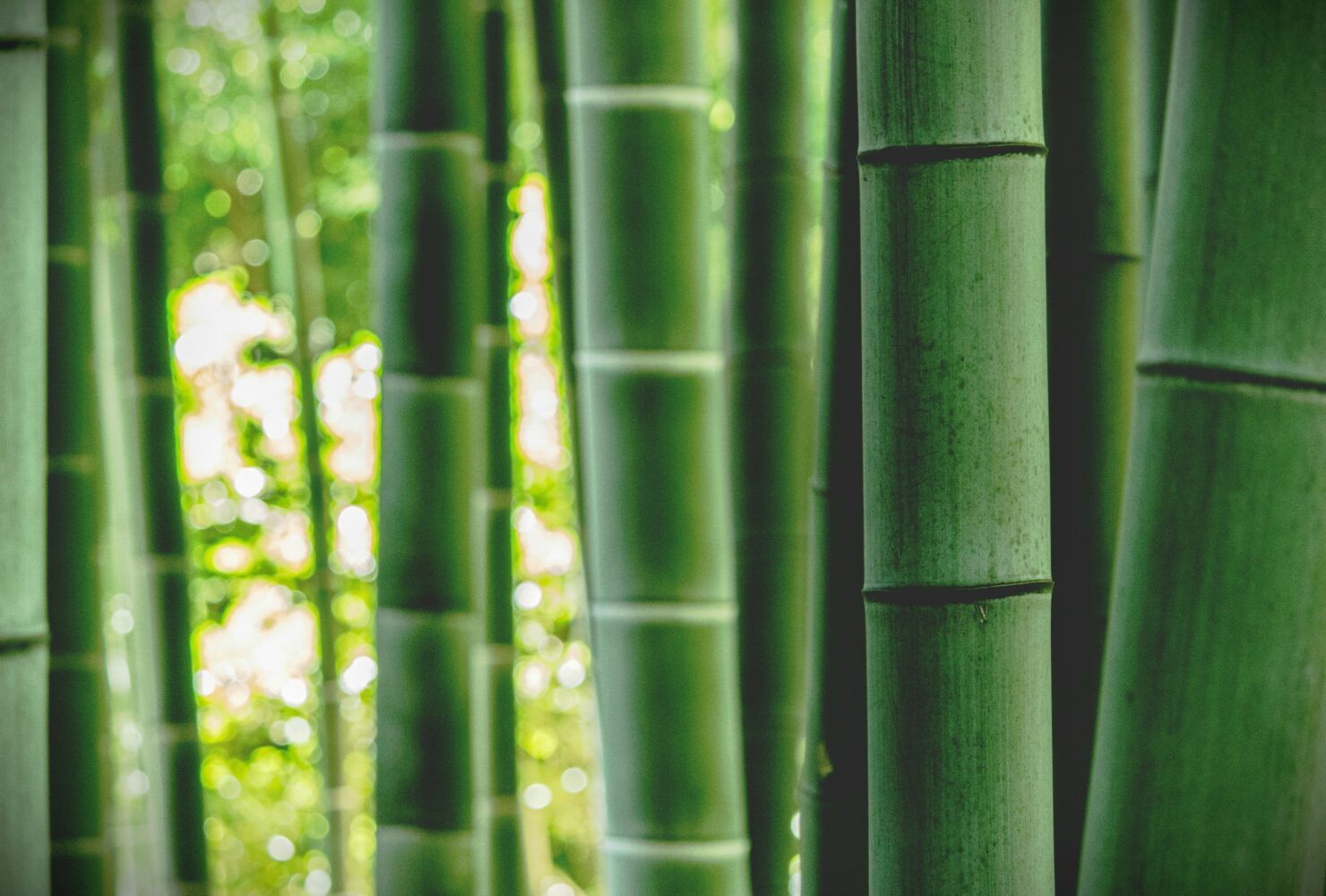 Bamboo Fibre Long Length | Lehmann Ingredients