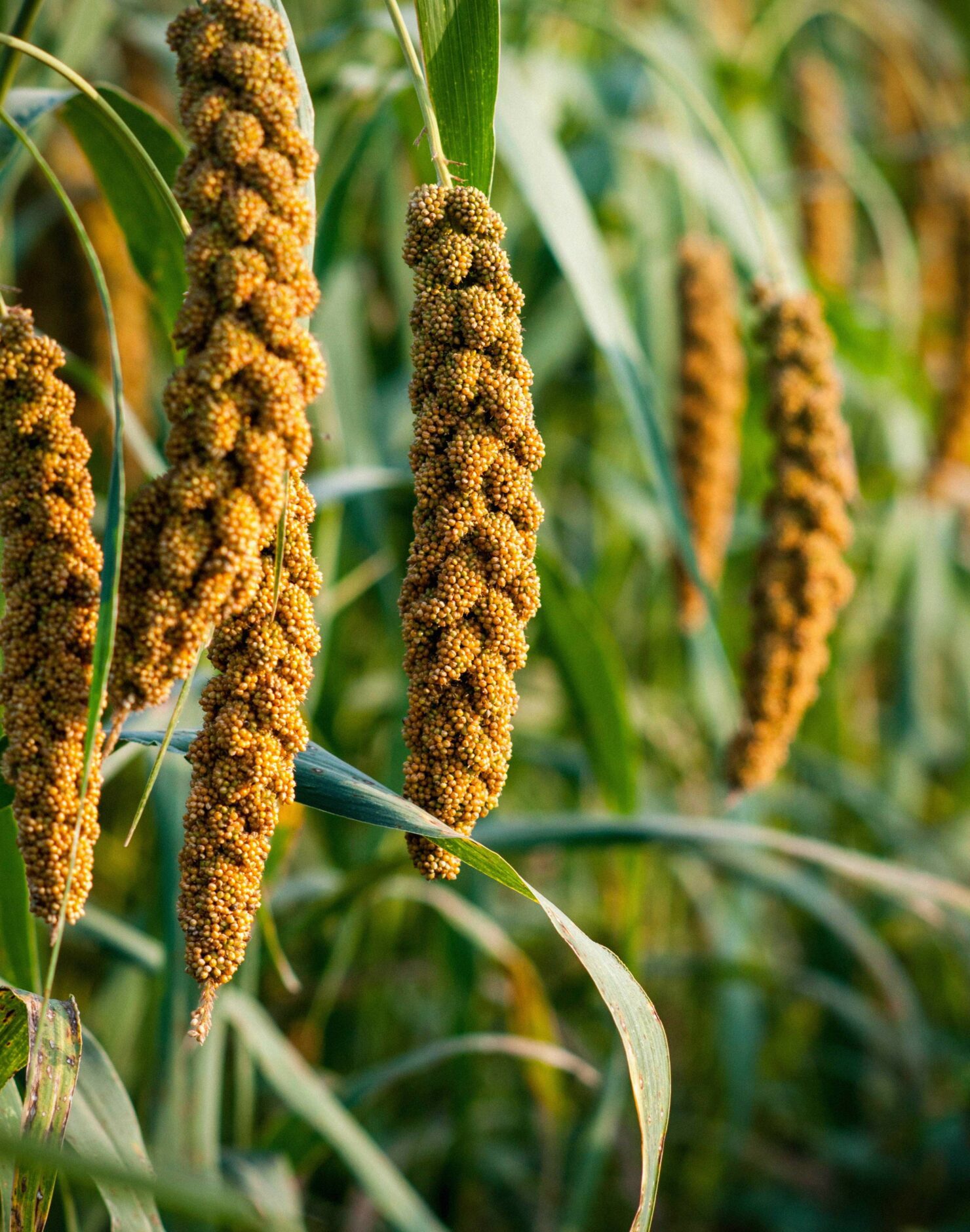 Millet Syrup | Lehmann Ingredients