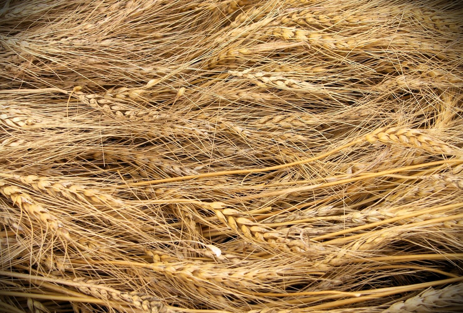 Wheat Fibre Long Length | Lehmann Ingredients