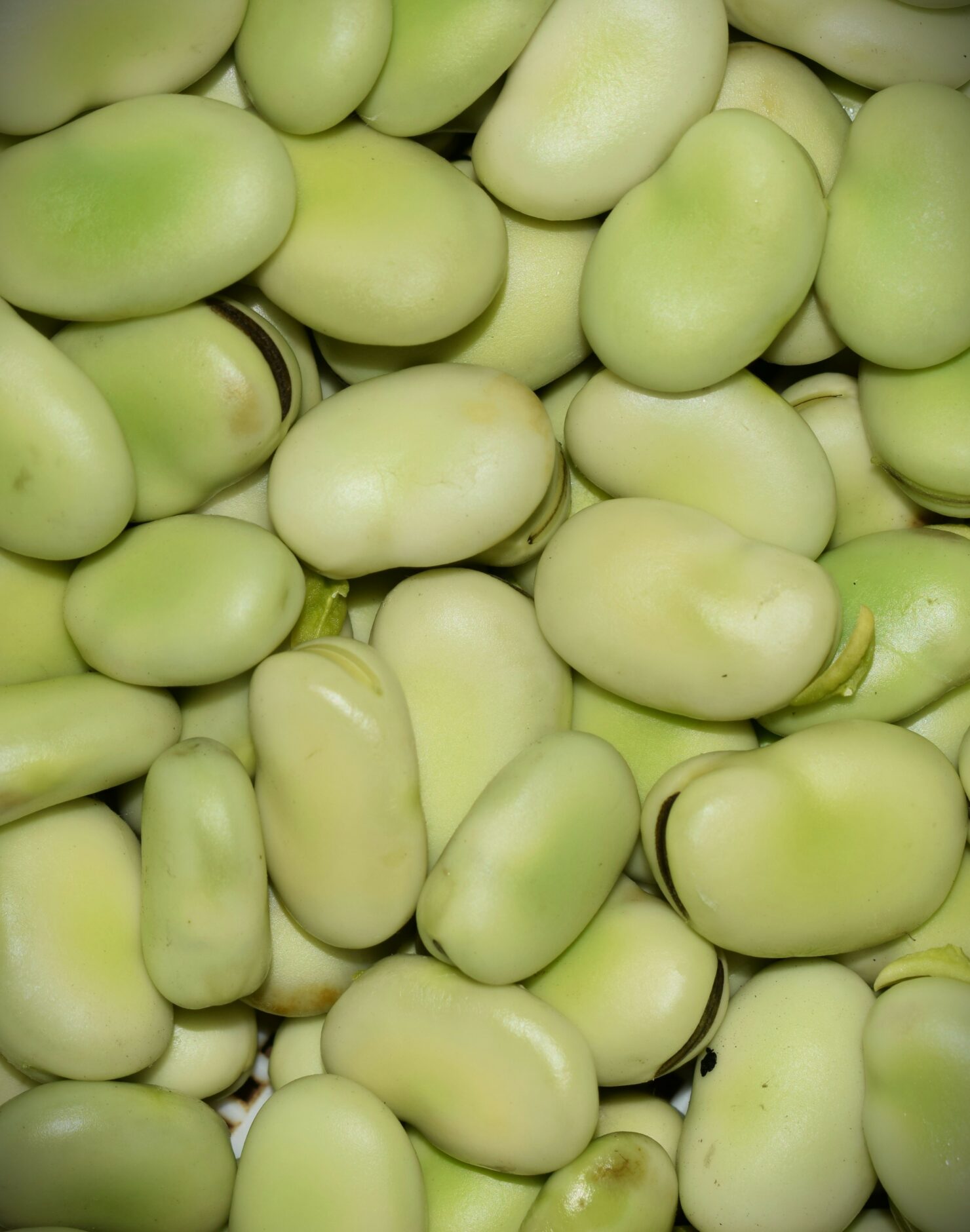 Fava Bean Protein | Lehmann Ingredients
