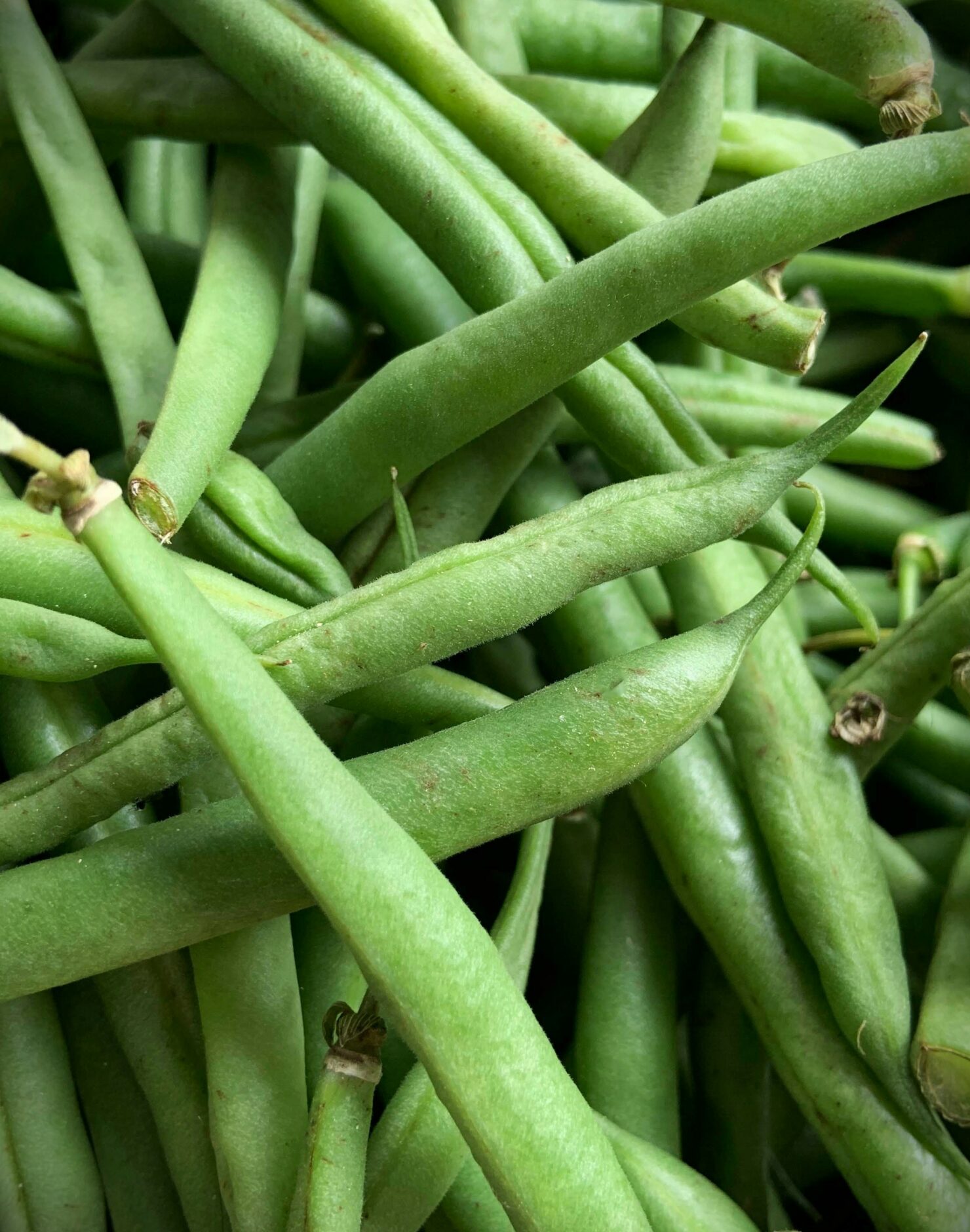 Fava Bean Protein | Lehmann Ingredients