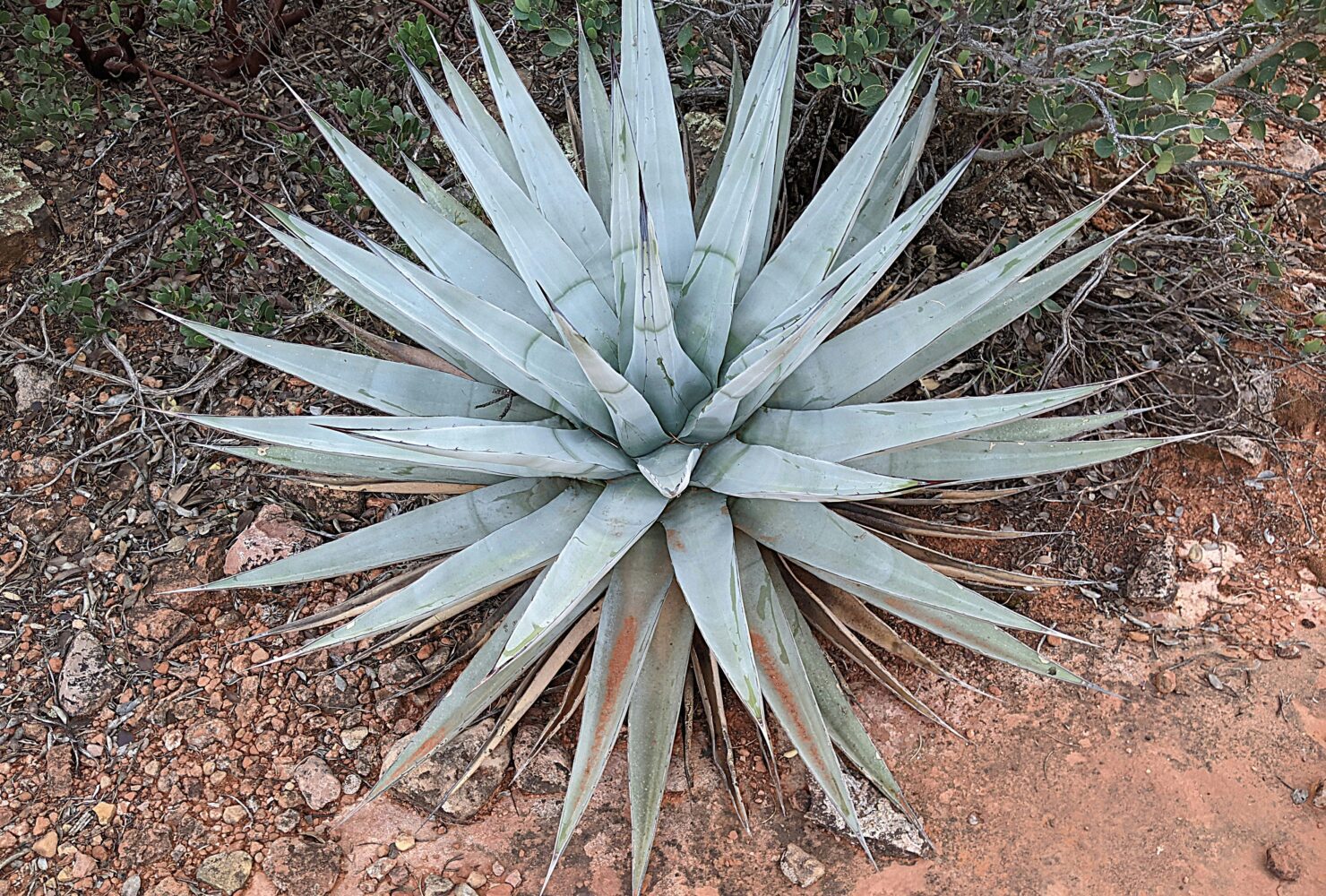 Agave Syrup Light | Lehmann Ingredients