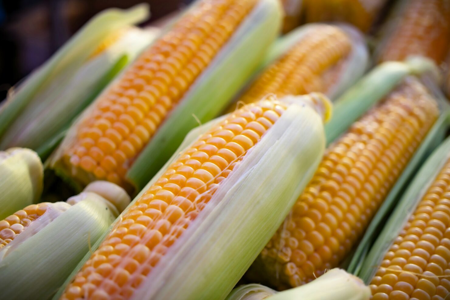 What is Starch? Native, Modified and Clean Label | Lehmann Ingredients