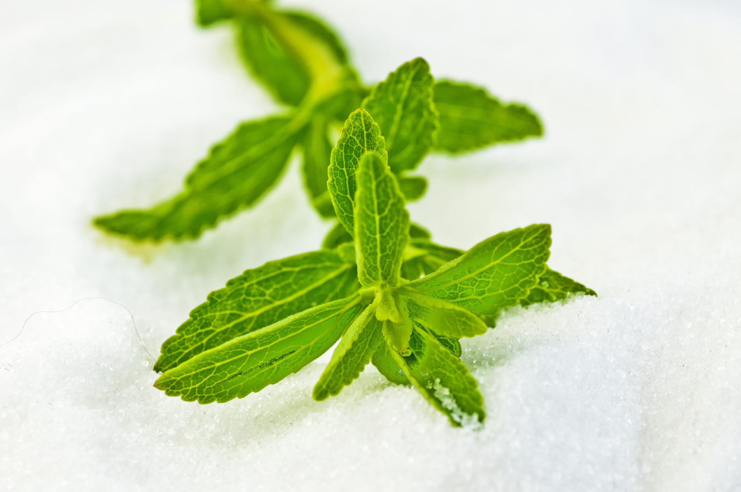 Stevia: The Natural Alternative to Sugar | Lehmann Ingredients