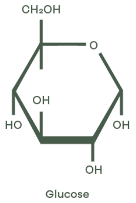Fructose vs. Glucose vs. Sucrose: Understanding the Differences ...