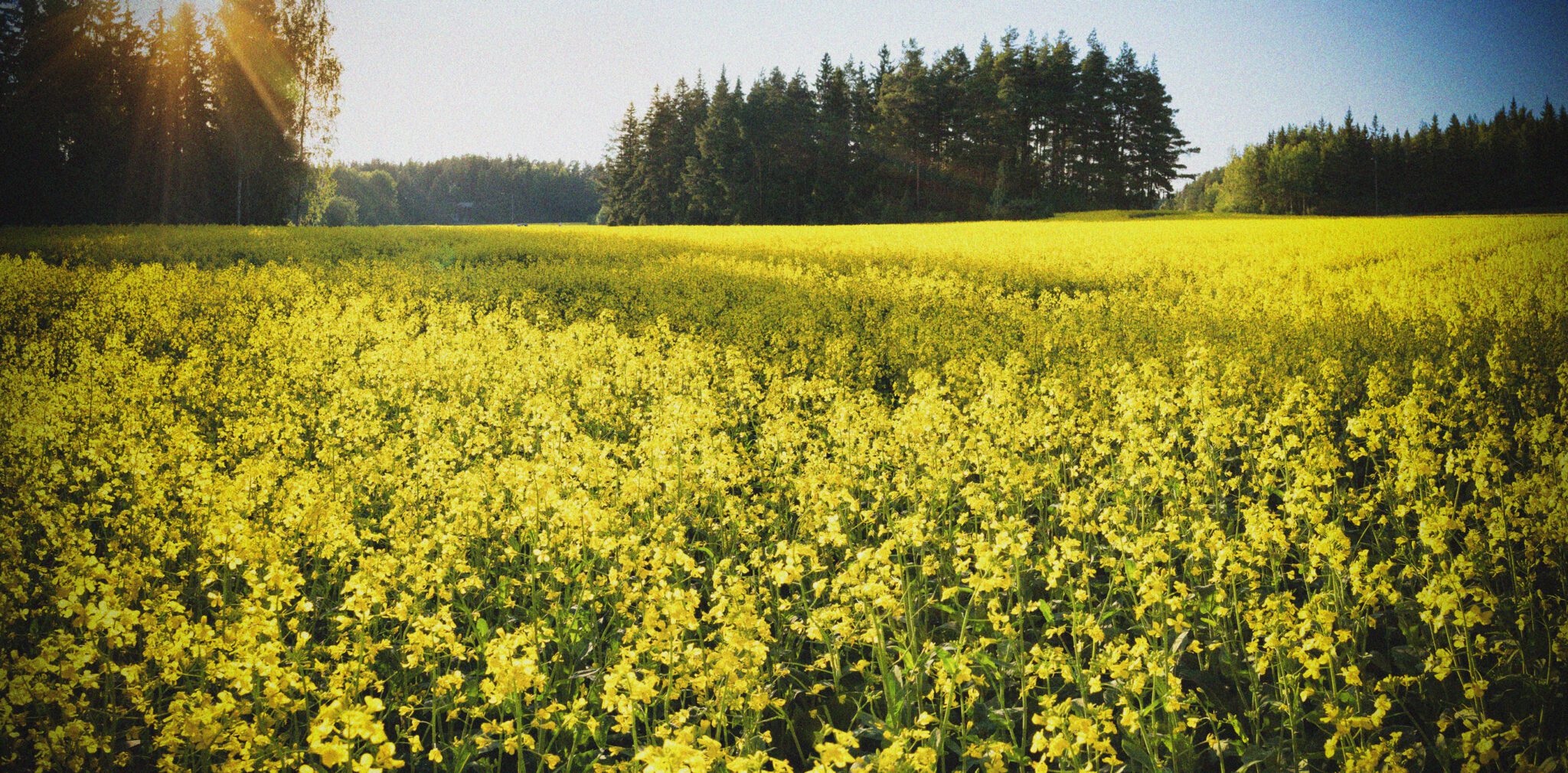 What Is Mustard Made Of? Ingredients, History, and How It’s Made ...